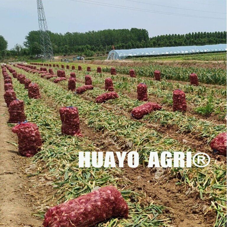 Automatic Garlic Harvester with Bagger - Best Garlic Machine