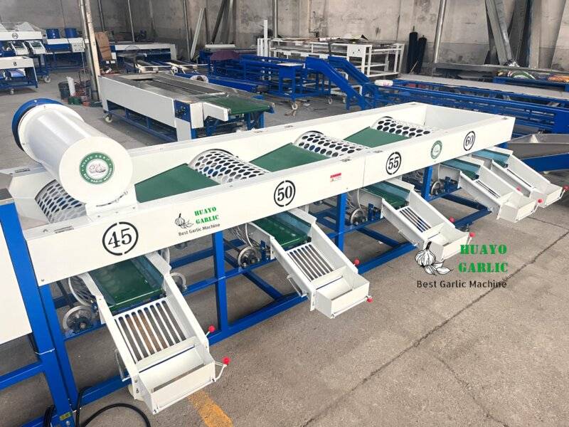 HGBM-3 Garlic Cleaning and Sorting Machine - Best Garlic Machine